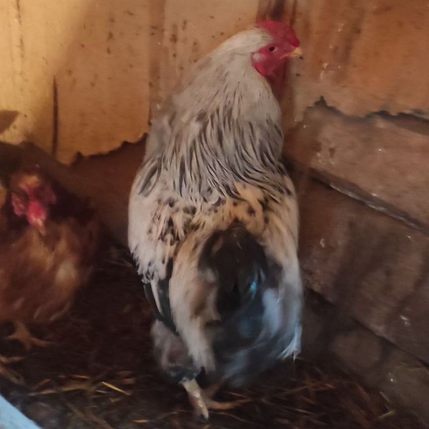 Куры виандот