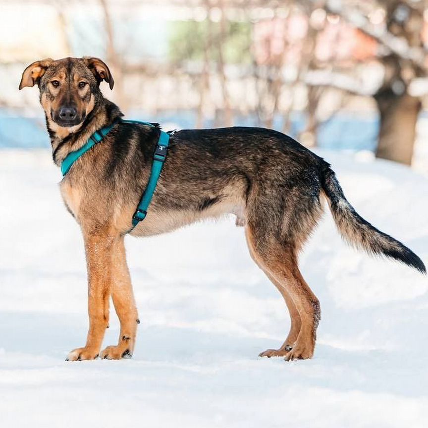 Взрослый пёс в добрые руки