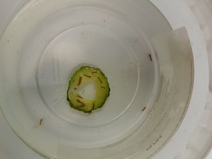 Водяные ослики, корм для рыб