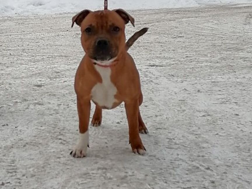 Стаффордширский терьер