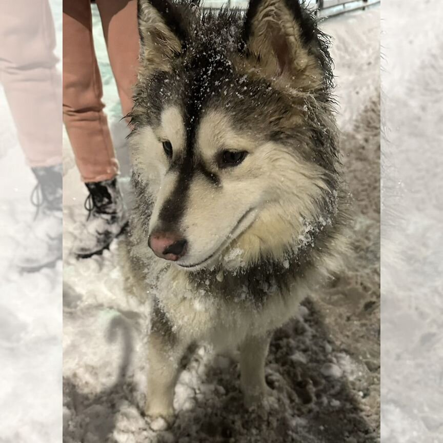Сибирский хаски найден