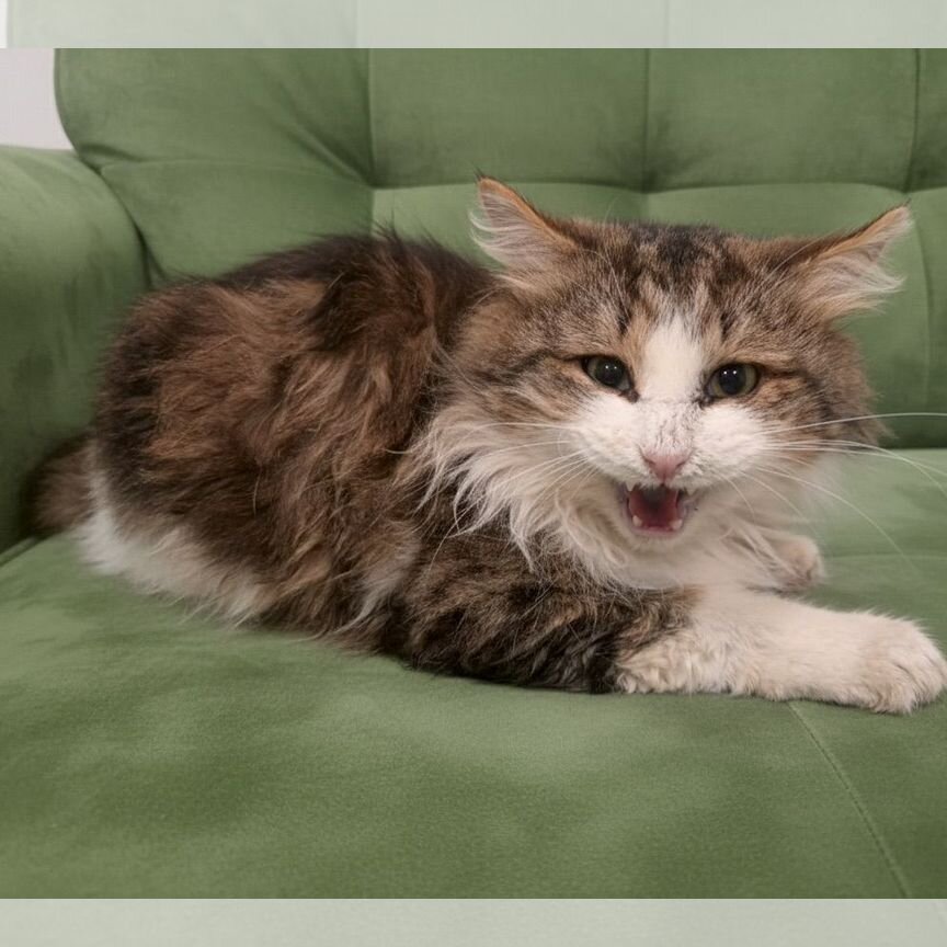 Взрослый кот в добрые руки