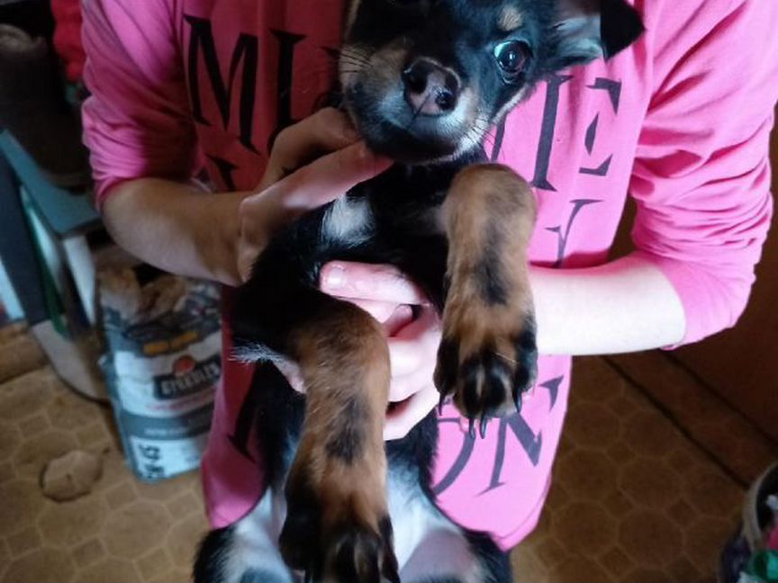 Щеночки бесплатно