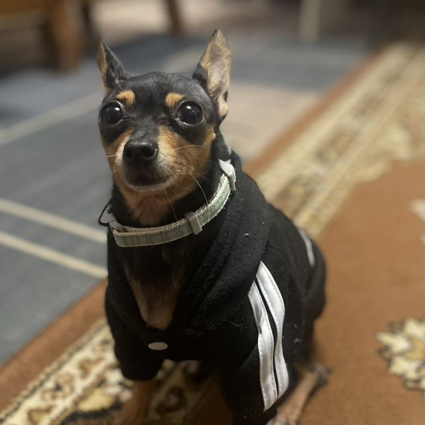 Русский той-терьер, щенок