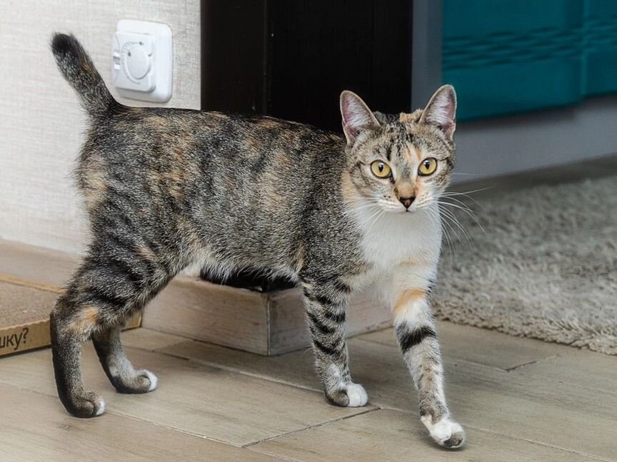 Рыся (8 мес.)изящная кошечка с коротким хвостиком