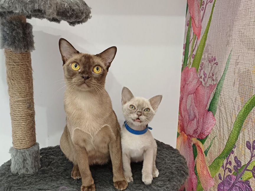Бурманские котята