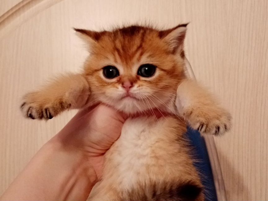 Шотландские золотые карапузы