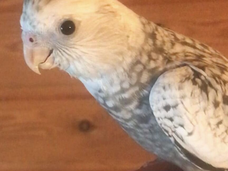 Птенец попугая карелла безщекий жемчужный