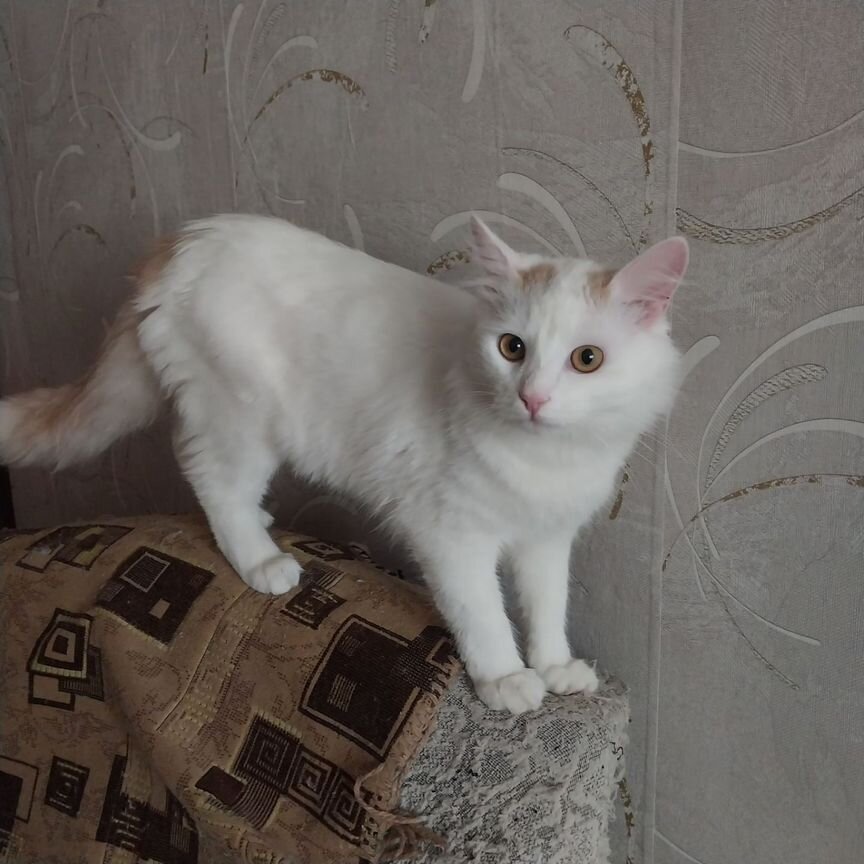 Котик 7 месяцев