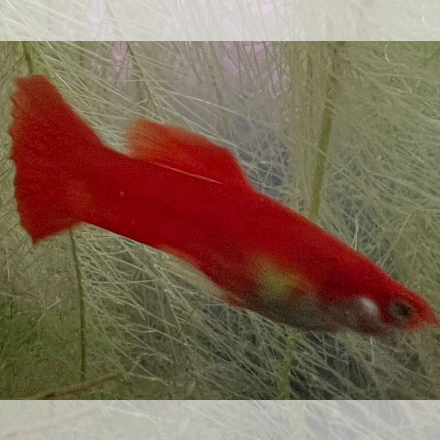 Мальки гуппи ред фулл альбино, желтая