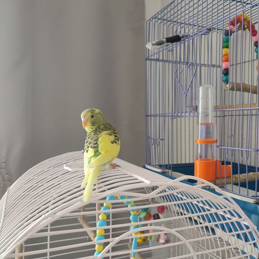 Волнистый попугай, 4 мес