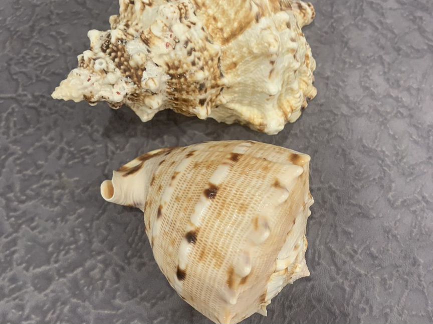 Морские раковины (ракушки)