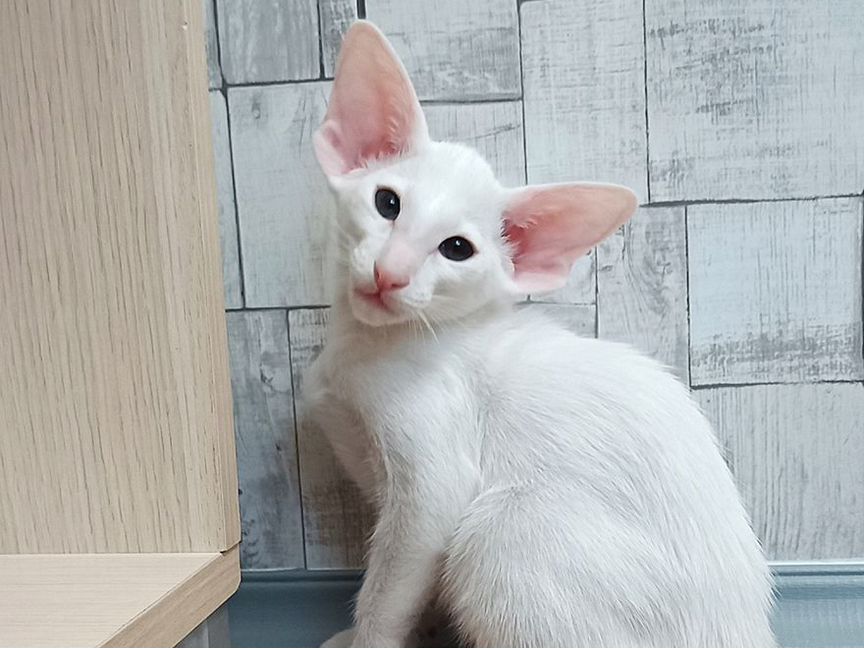 Ориентальная кошечка с родословной