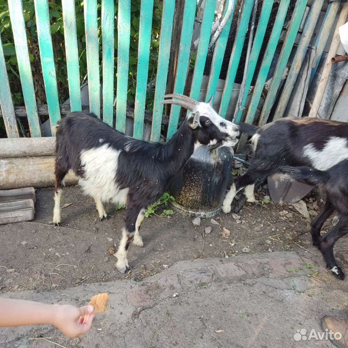 Козы молочные