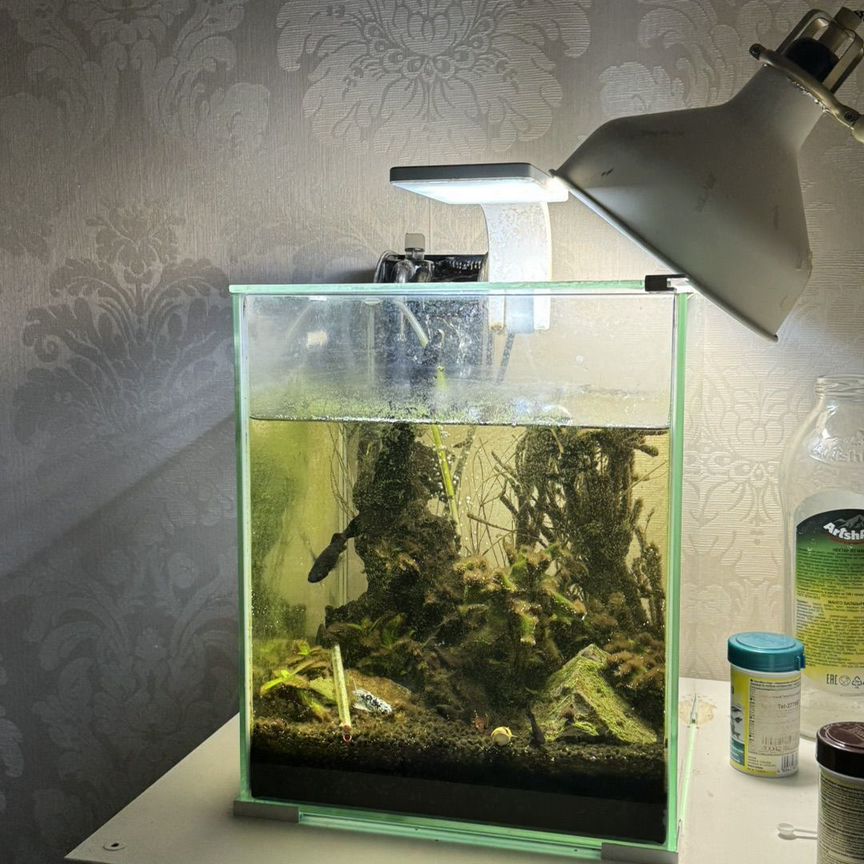 Аквариум с рыбами