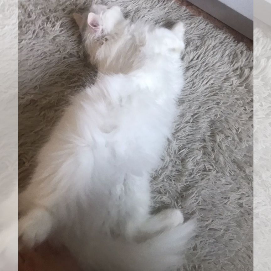 Кошки породистые бесплатно