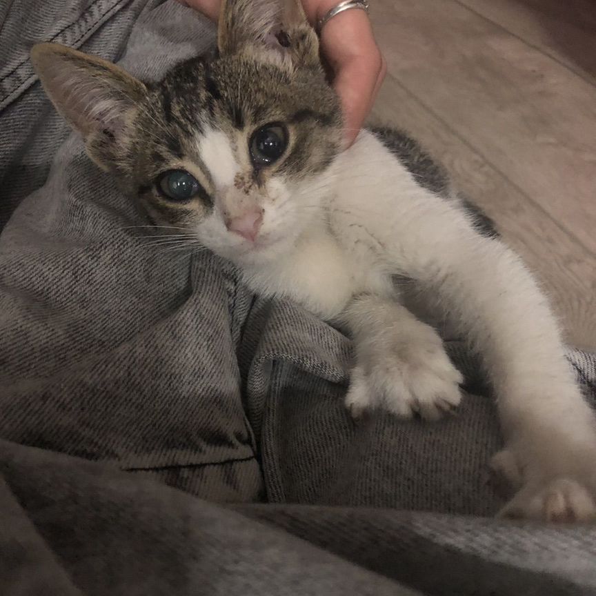 Котенок с тяжелой судьбой