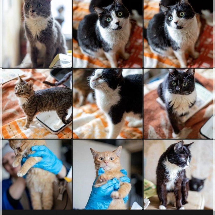 Котики из ужасной квартиры ищут новый дом
