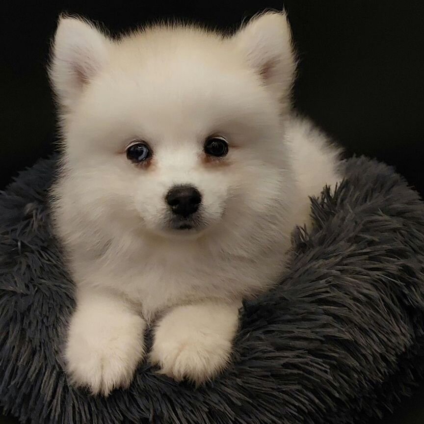 Помски, щенок