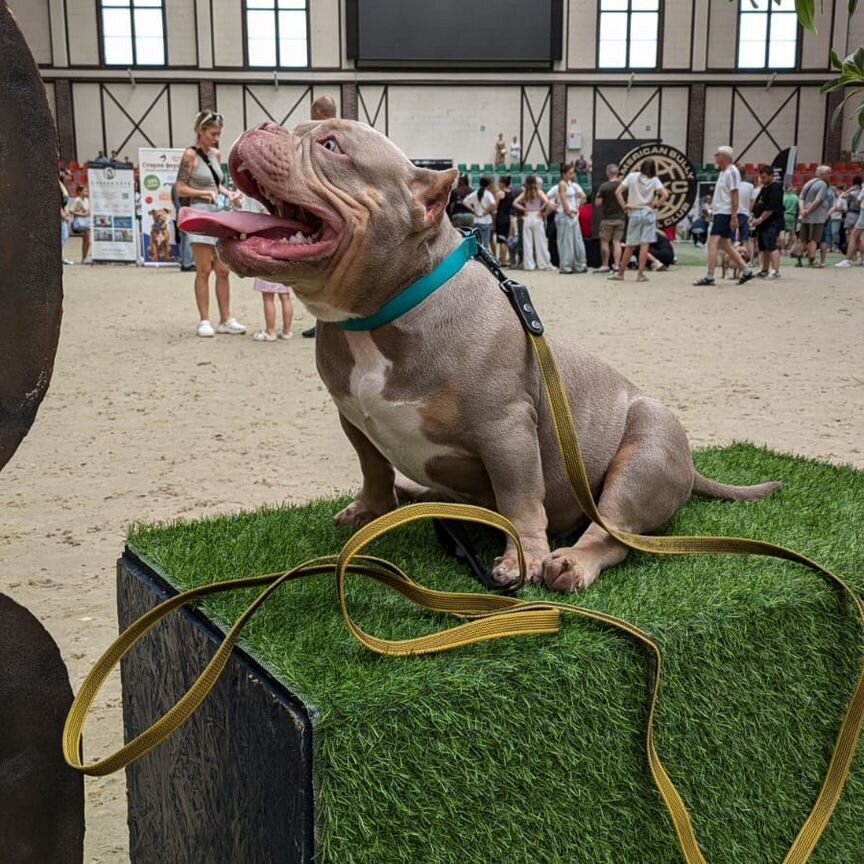 Шоу формат американские булли