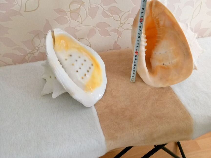 Две ракушки большие цена за одну