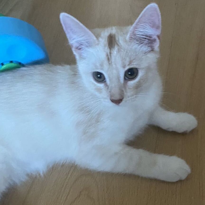 Котята 3 мес. 3 мальчика и девочка