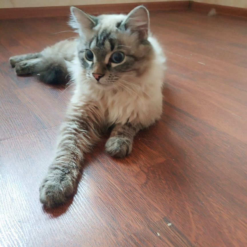 Коты в добрые руки
