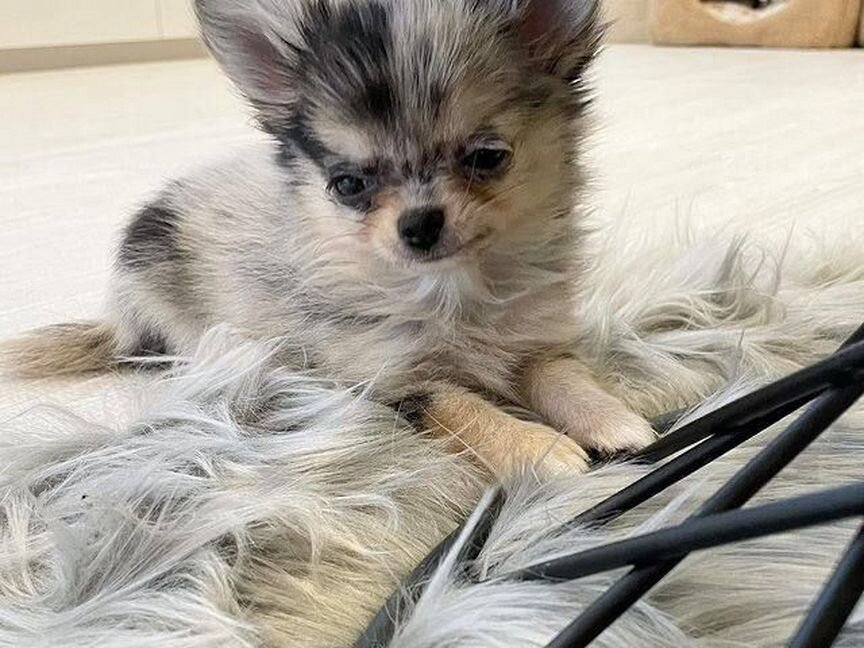 Чихуахуа щеночек девочка