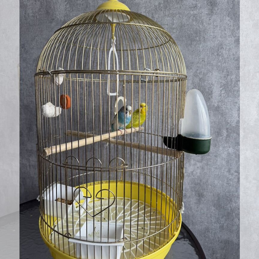 Птенцы волнистый попугай