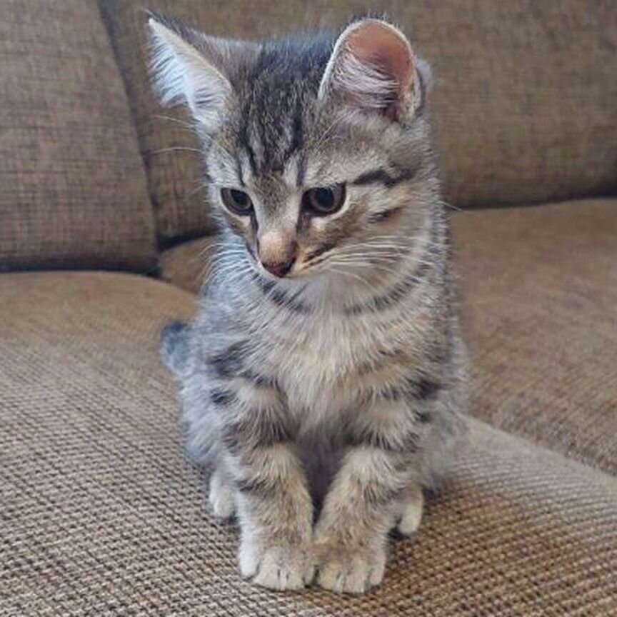 Котенок в добрые руки