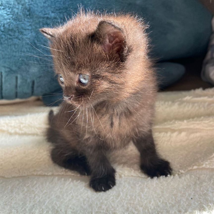 Отдам котят в добрые руки