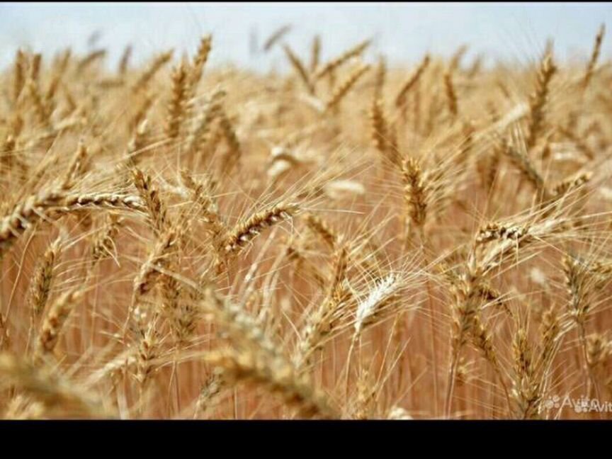 Зерно пшеница