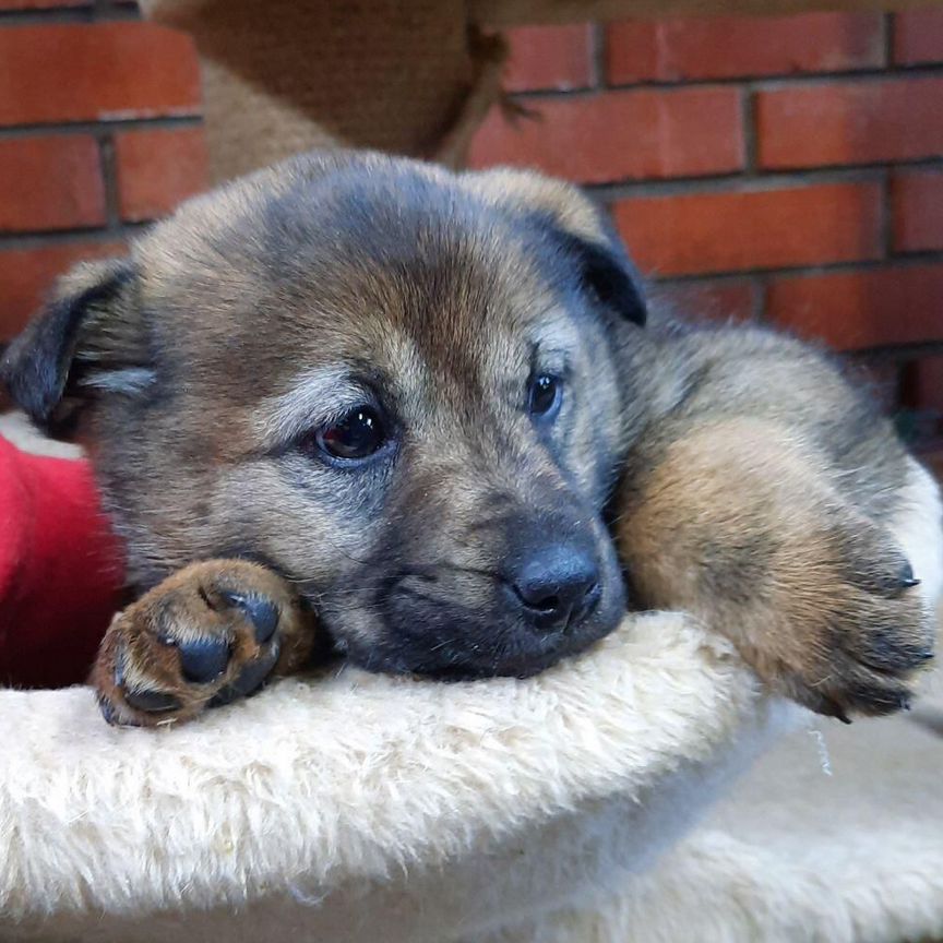 Щенок в добрые руки