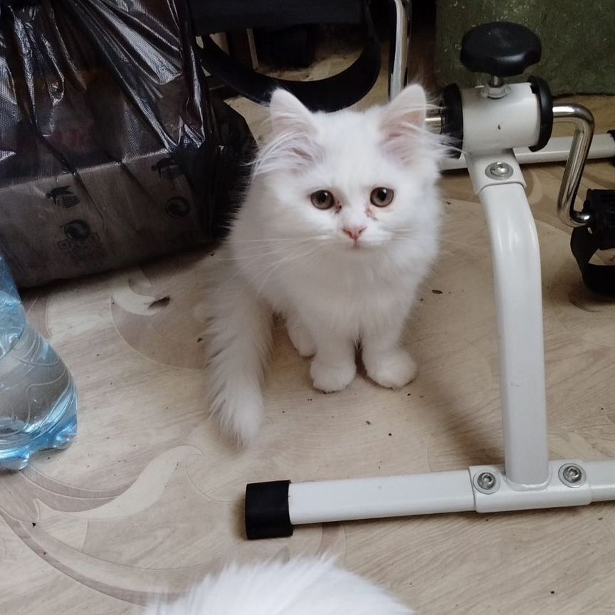 Ориентальный котёнок