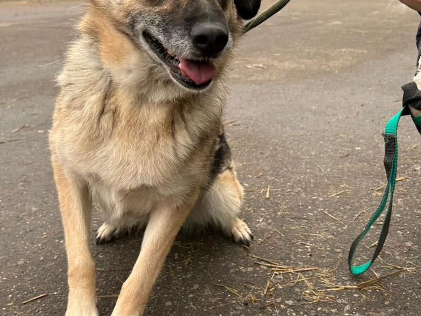 Собака в добрые руки отдам бесплатно