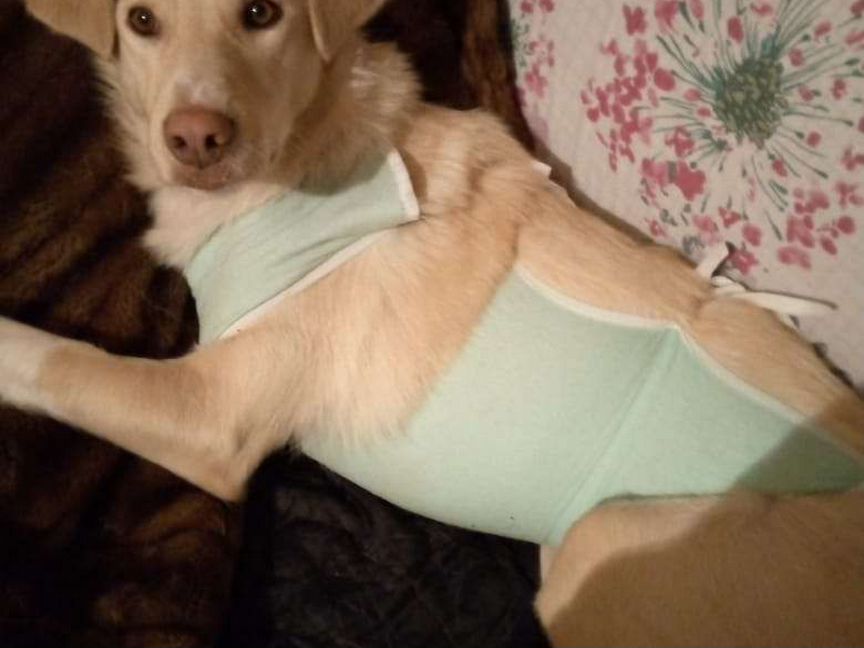 Собаки бесплатно в добрые руки