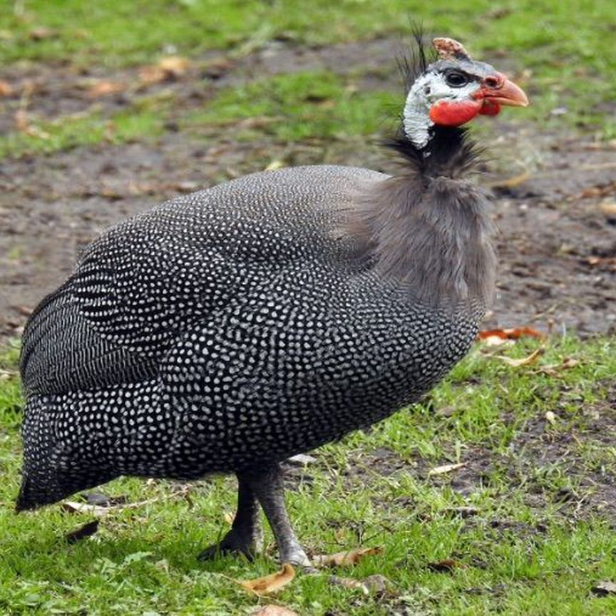 Цесарки 8 месяцев