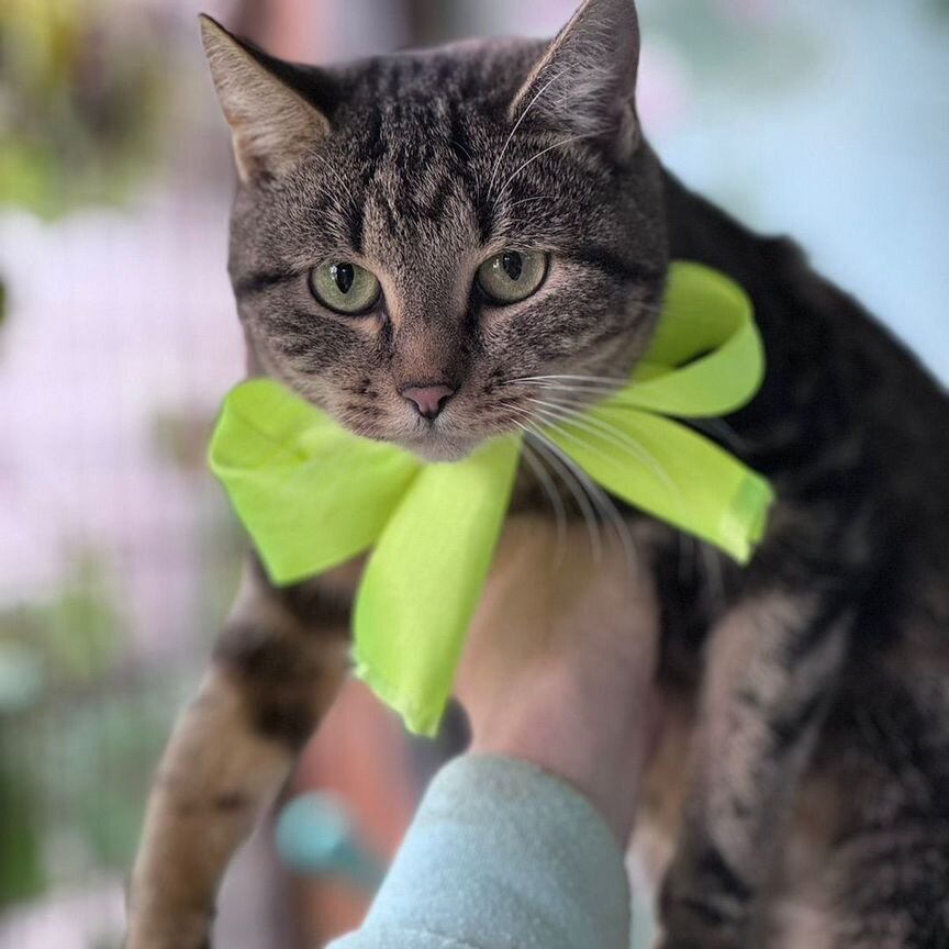 Домашнюю кошку сдали в приют