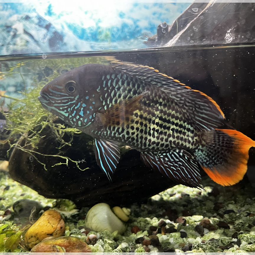 Акара бирюзовая мальки