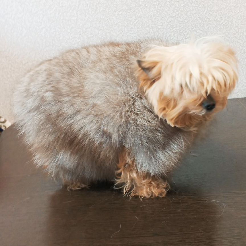 Шубка из песца для маленьких собак