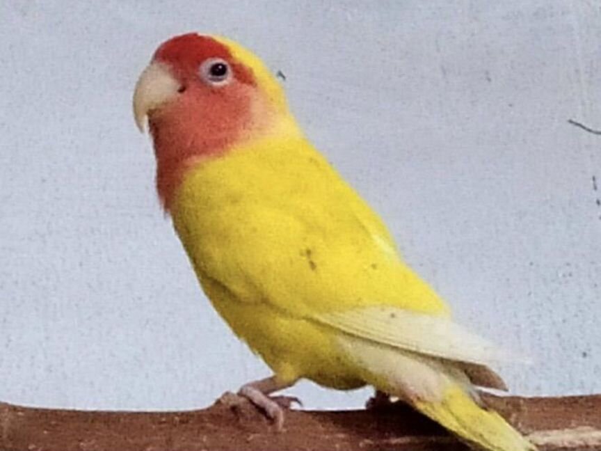 Продажа попугаев