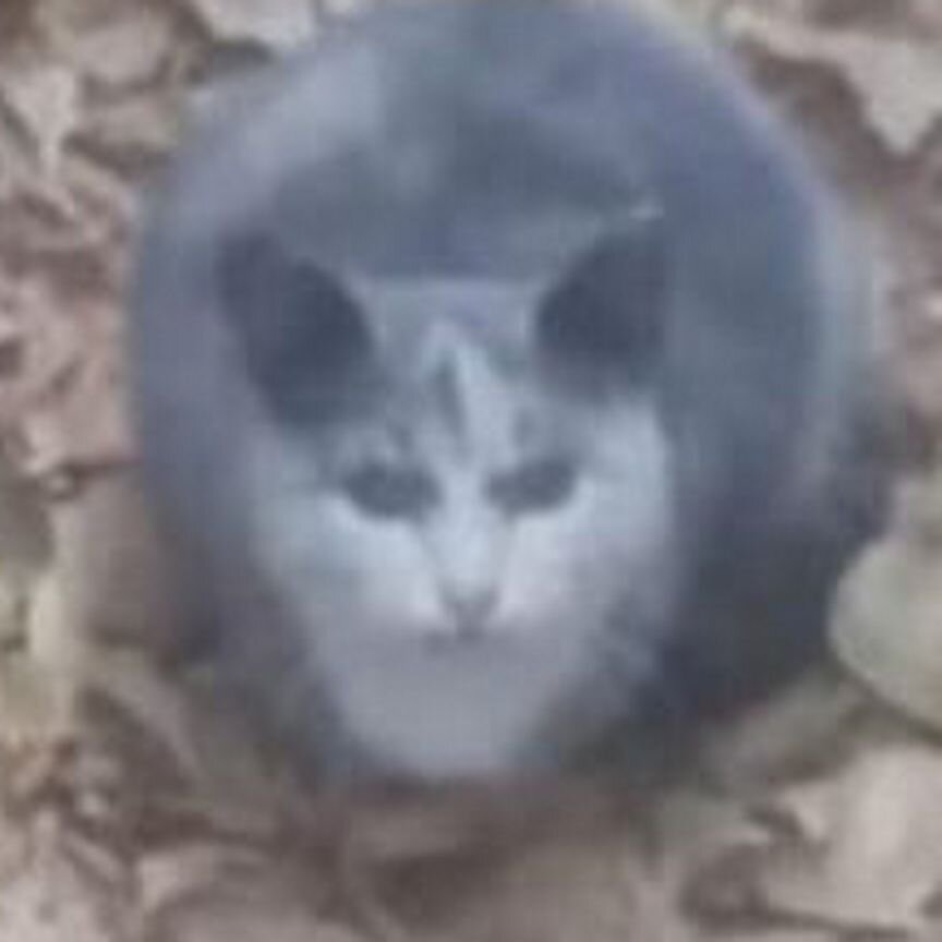 Бездомный кот или кошка