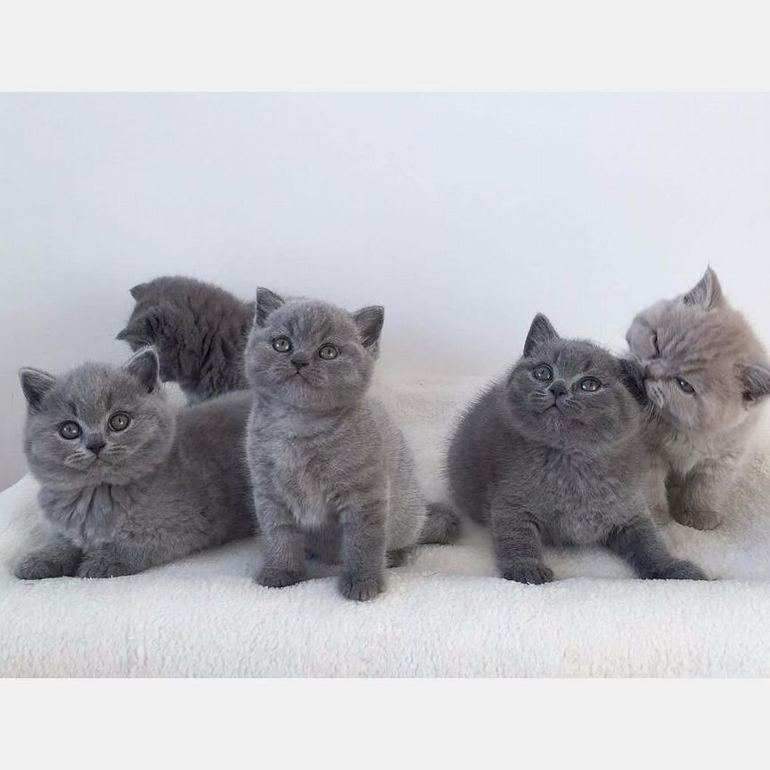 Британские котята