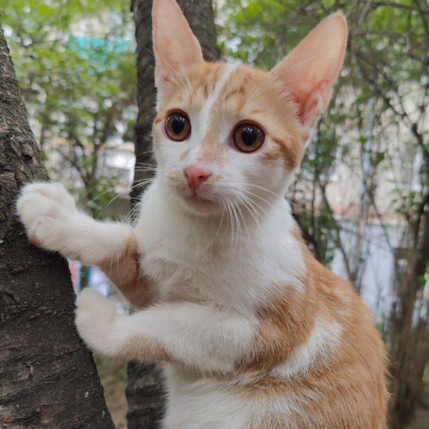 Котенок Лимончик ищет дом