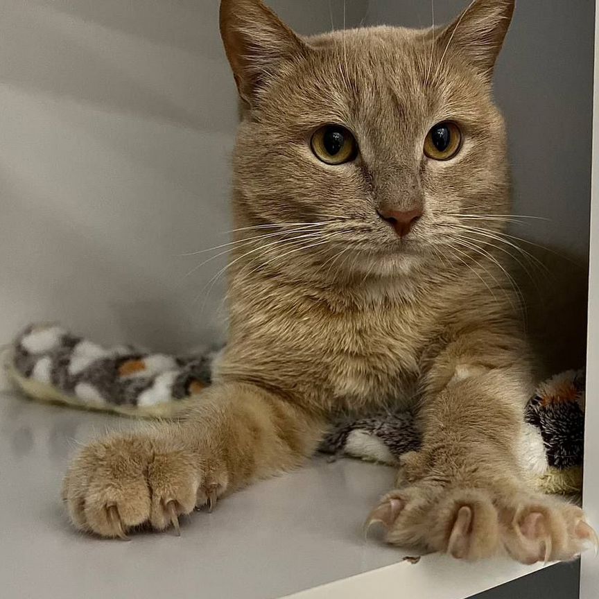 Взрослый кот в добрые руки