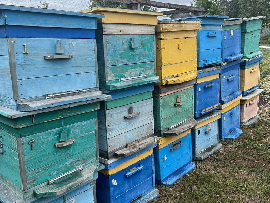 Ульи дадан 12 рамочный