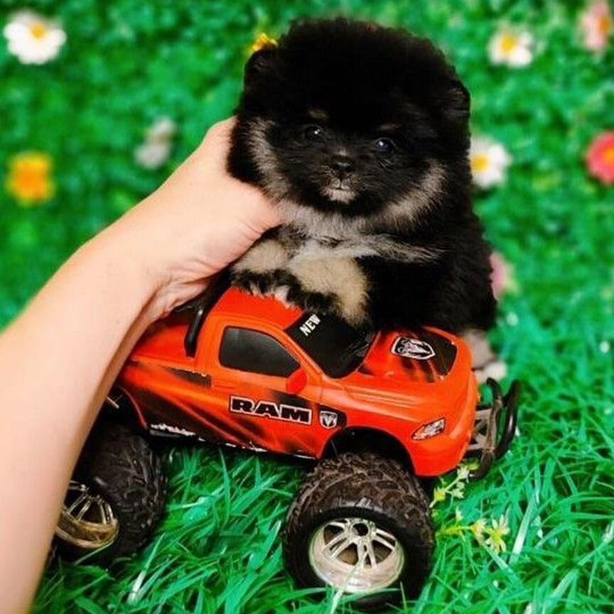 Померанский шпиц чёрно подпал мальчик и девочки