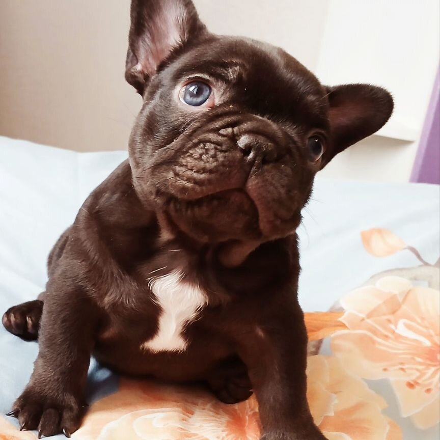Щенки французского бульдога мини шоколадный