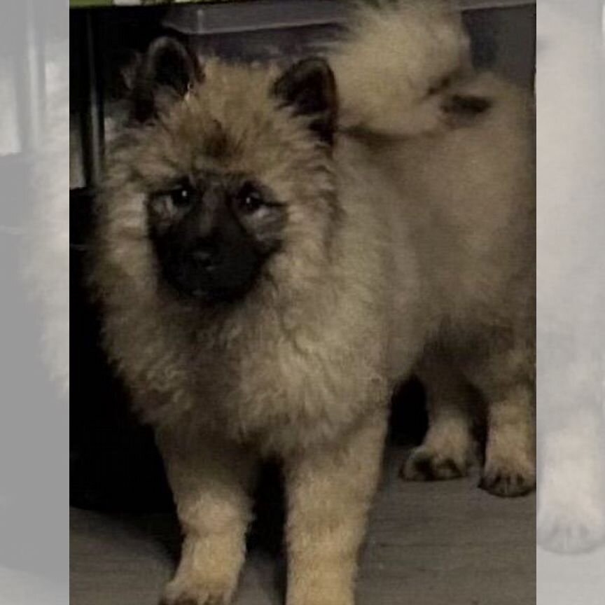 Вольфшпиц, щенок