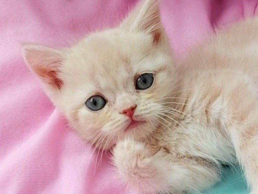 Нежный персик